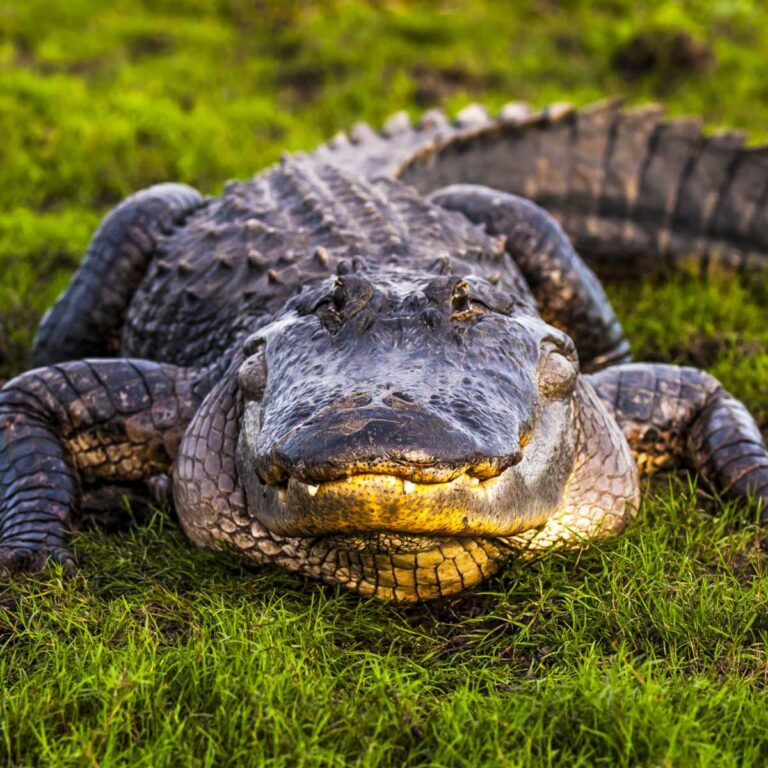 17 Cool Facts About Alligators - Factopolis