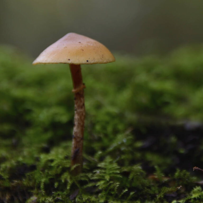12 Fun Facts about Fungus - Factopolis