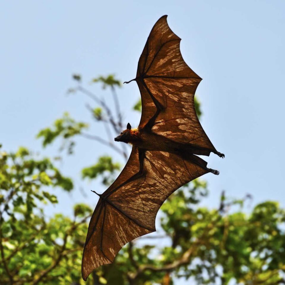 14 Cool Facts about Bats - Factopolis