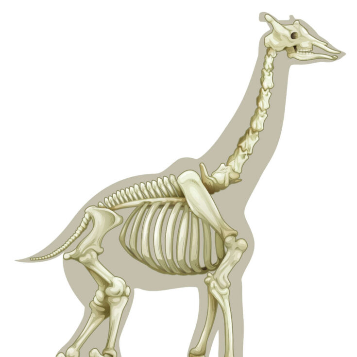 How Many Neck Bones Does A Giraffe Have Factopolis How Many Neck Bones Does A Giraffe Have Factopolis