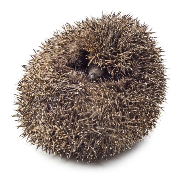 14 Fascinating Facts About Hedgehogs - Factopolis