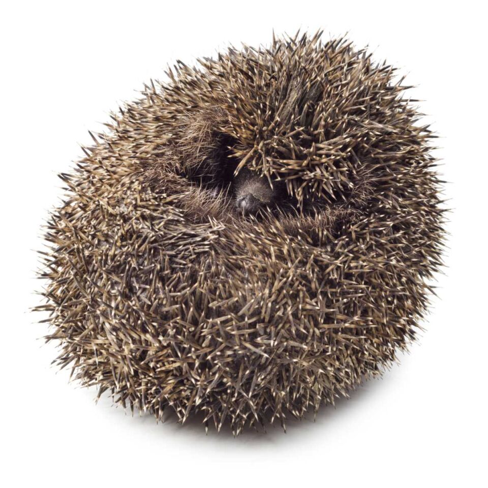 14 Fascinating Facts About Hedgehogs - Factopolis