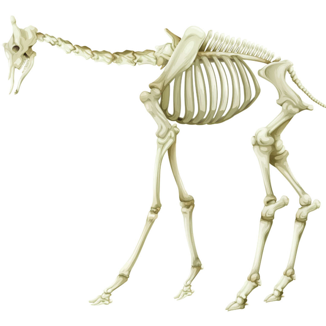 How Many Neck Bones Does A Giraffe Have Factopolis How Many Neck Bones Does A Giraffe Have Factopolis