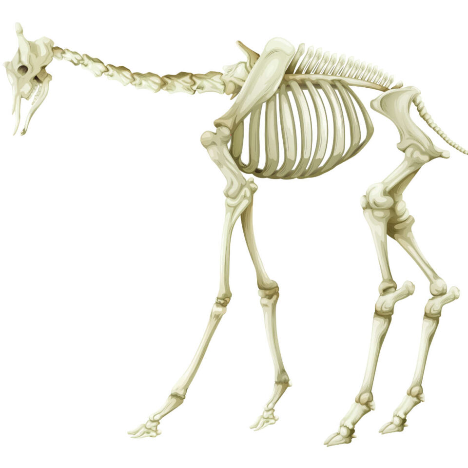 How Many Neck Bones Does a Giraffe Have? - Factopolis