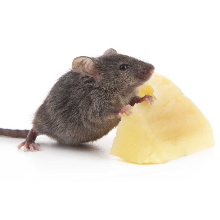 11 Tiny Facts about Mice - Factopolis