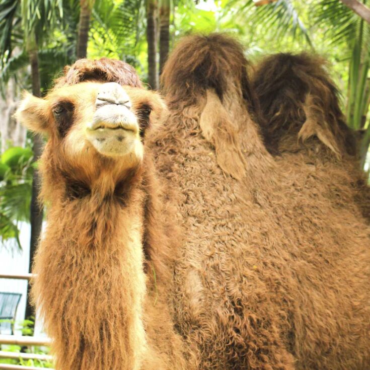 Why do camels have humps on their backs? - Factopolis