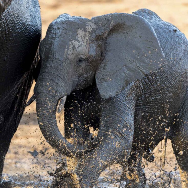 21 Memorable Facts About Elephants - Factopolis