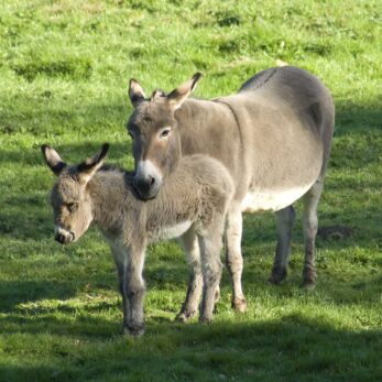 17 Interesting Facts about Donkeys - Factopolis