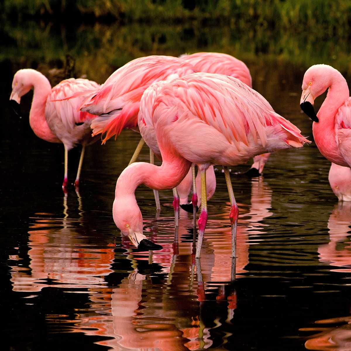 10 Facts About Flamingos You Did Not Know - Factopolis