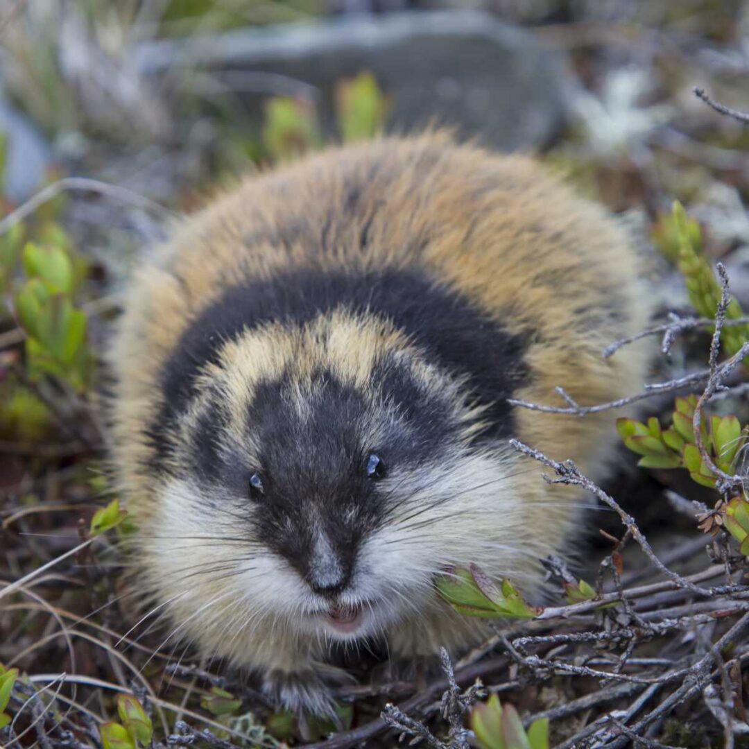 10 Interesting Lemmings Facts - Factopolis