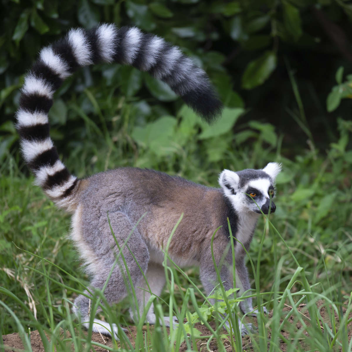 10 Fun Facts About Lemurs - Factopolis