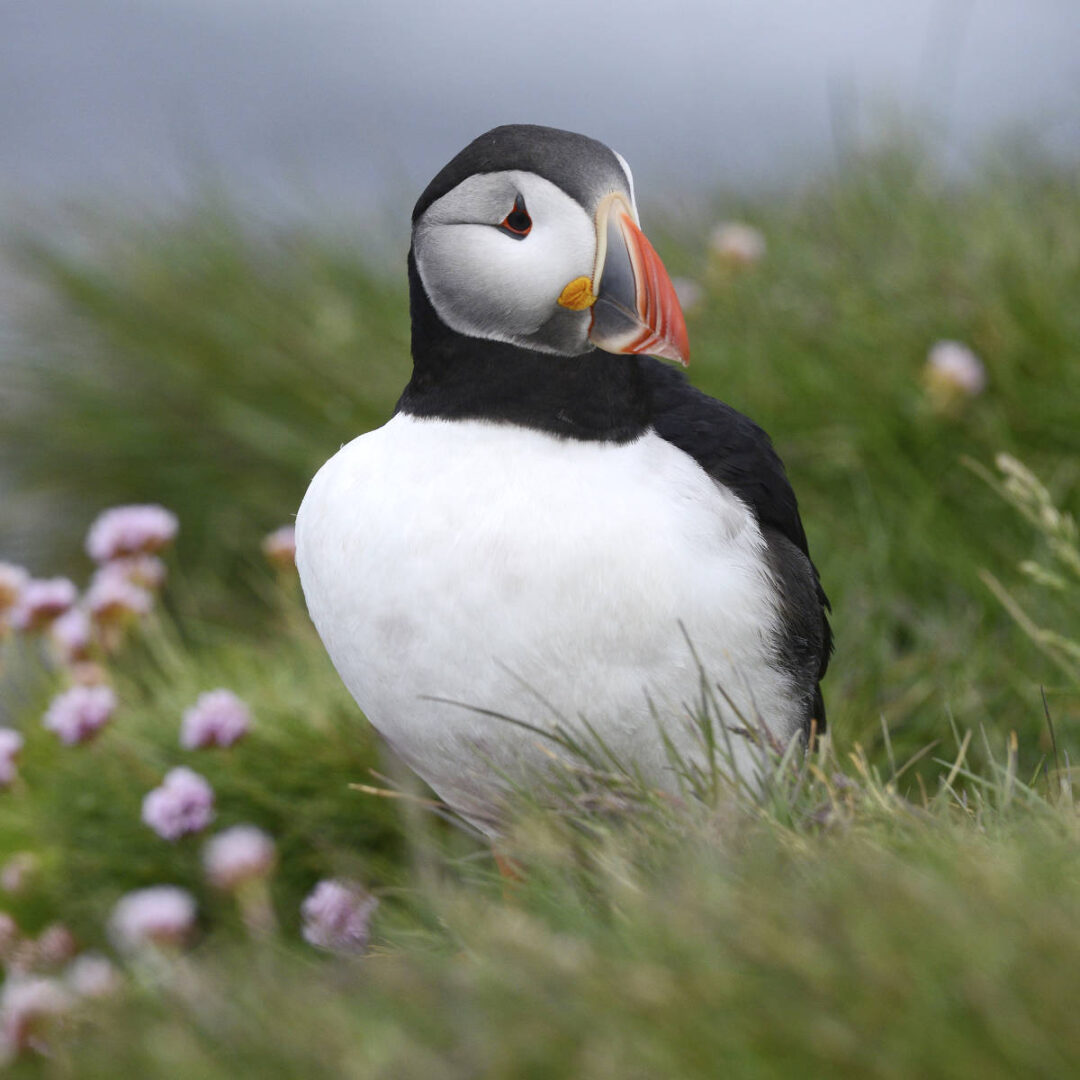 10 Cool Facts About Puffins - Factopolis