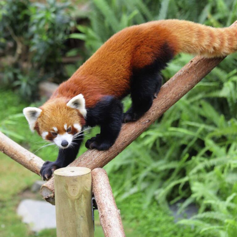 10 Cool Facts About Red Pandas - Factopolis