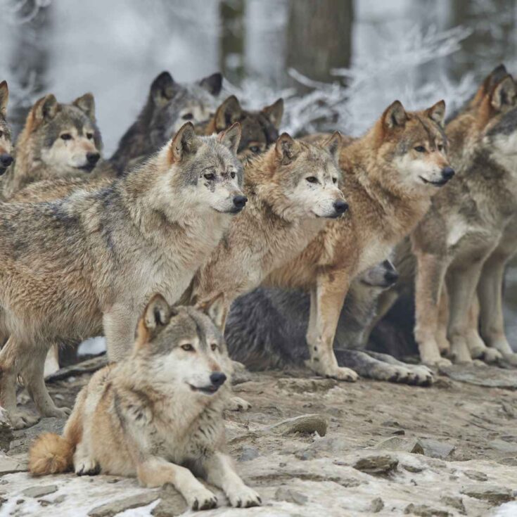 14 Facts About Wolves You May Not Know - Factopolis