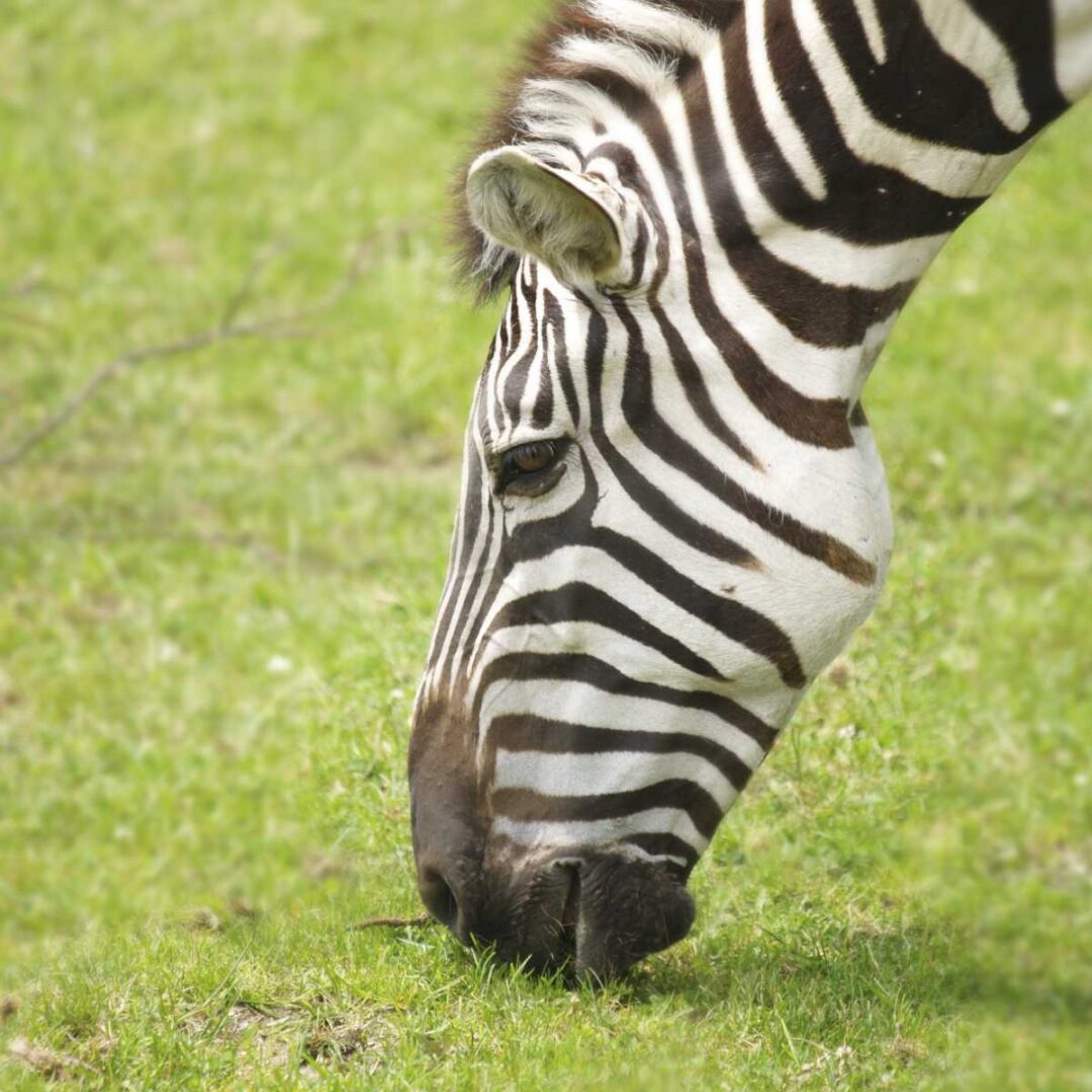 14 Fun Zebra Facts - Factopolis