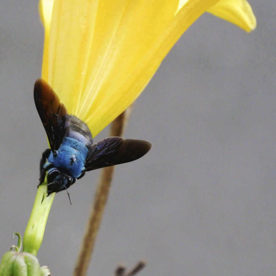 Facts About Bees - Factopolis