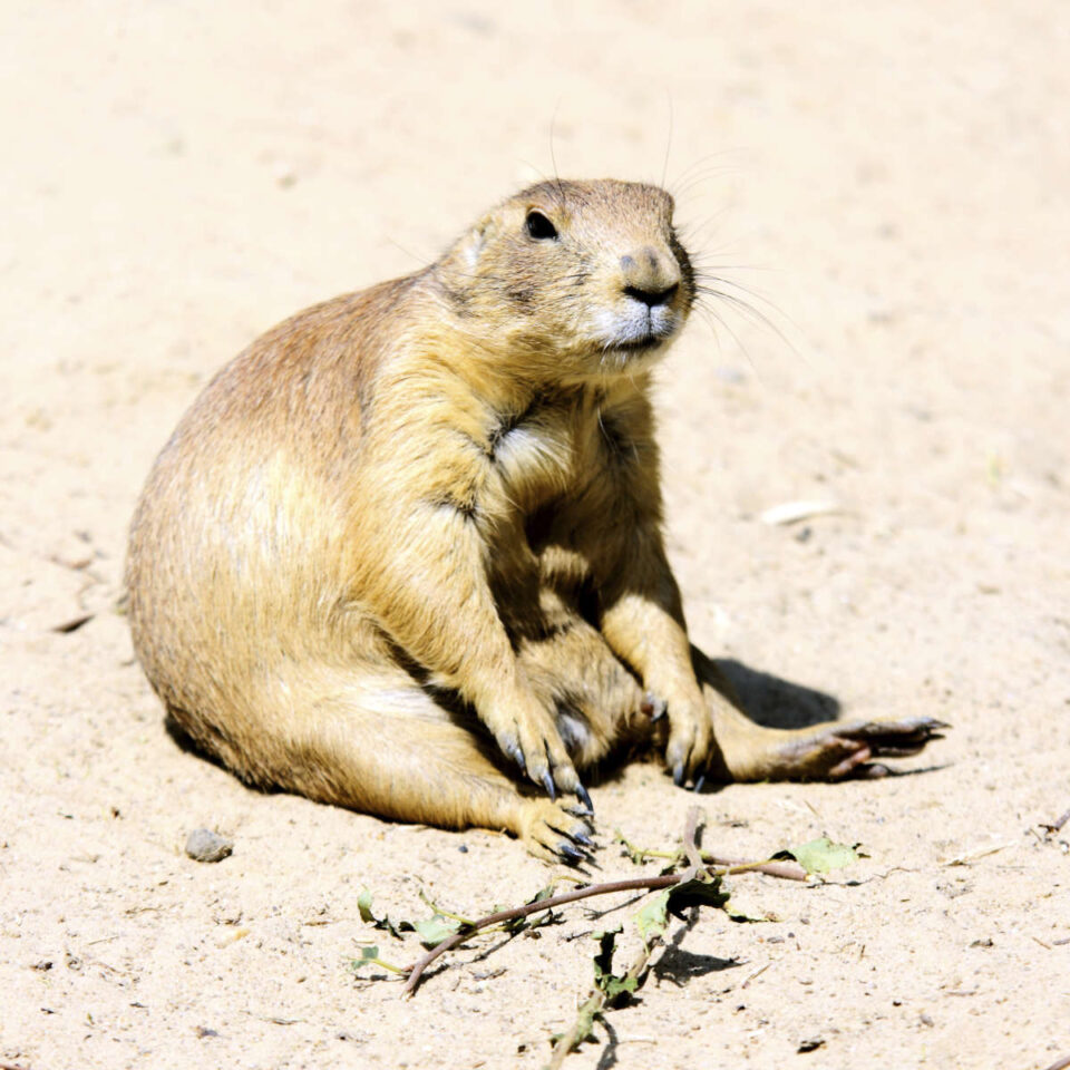 10 Fun Marmots Facts - Factopolis