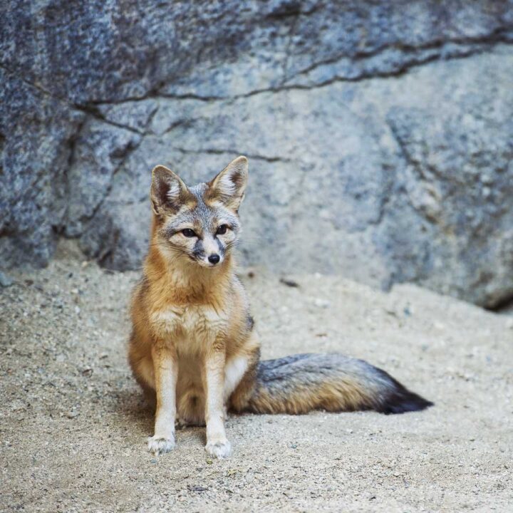 Types of Foxes (with photos) - Factopolis