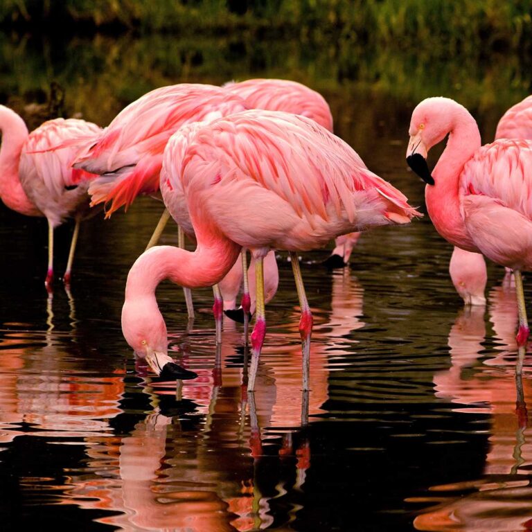 Why are flamingos pink? - Factopolis
