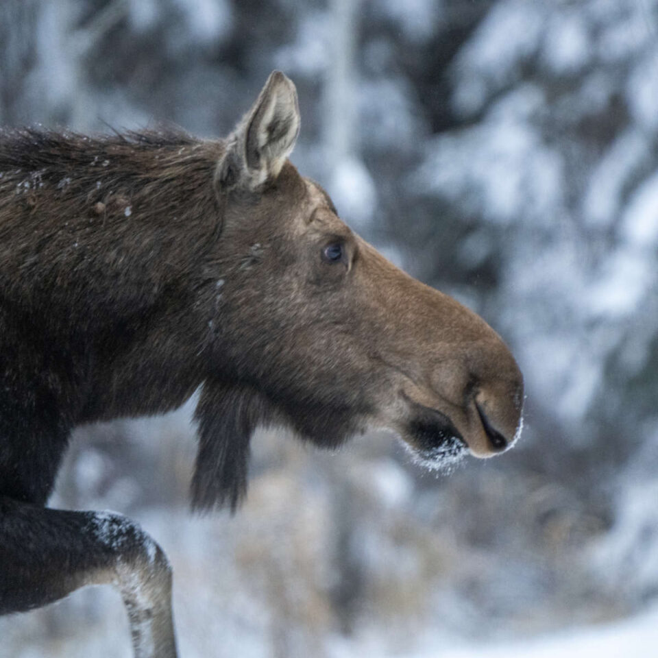 12 Revealing Facts About Moose - Factopolis