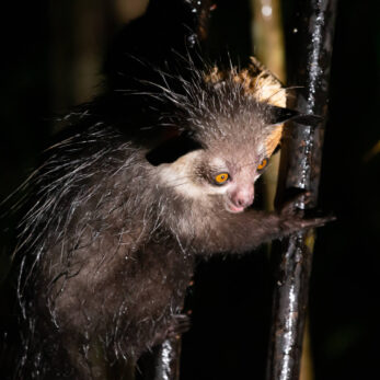 10 Fascinating Facts About the Aye Aye - Factopolis