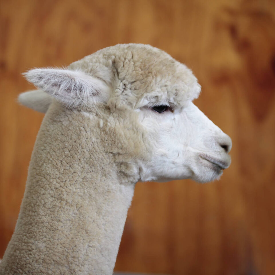 10 Amazing Facts About Alpacas - Factopolis
