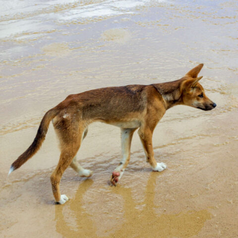 10 Cool Facts About Dingoes - Factopolis