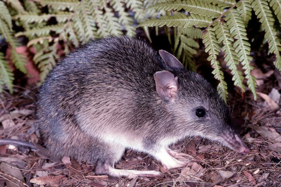10 Fresh Facts About Bandicoots - Factopolis