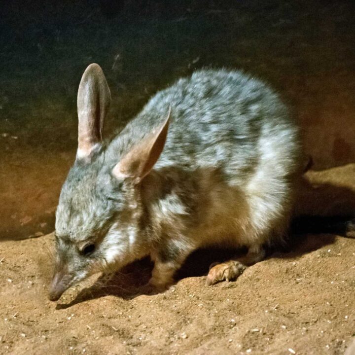 10 Sweet Facts About Bilby - Factopolis