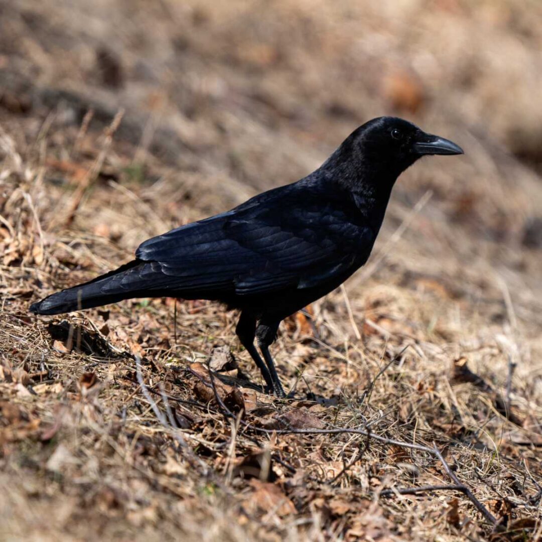 15 Mind Blowing Facts About Crows - Factopolis