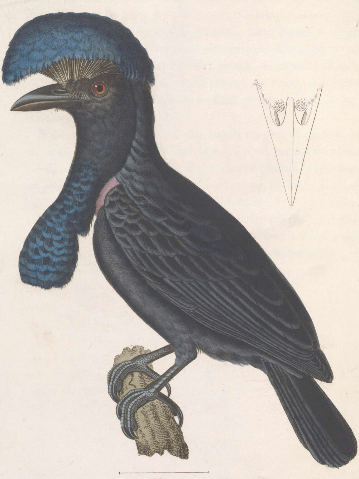 9 Amazing Facts About Umbrellabirds - Factopolis