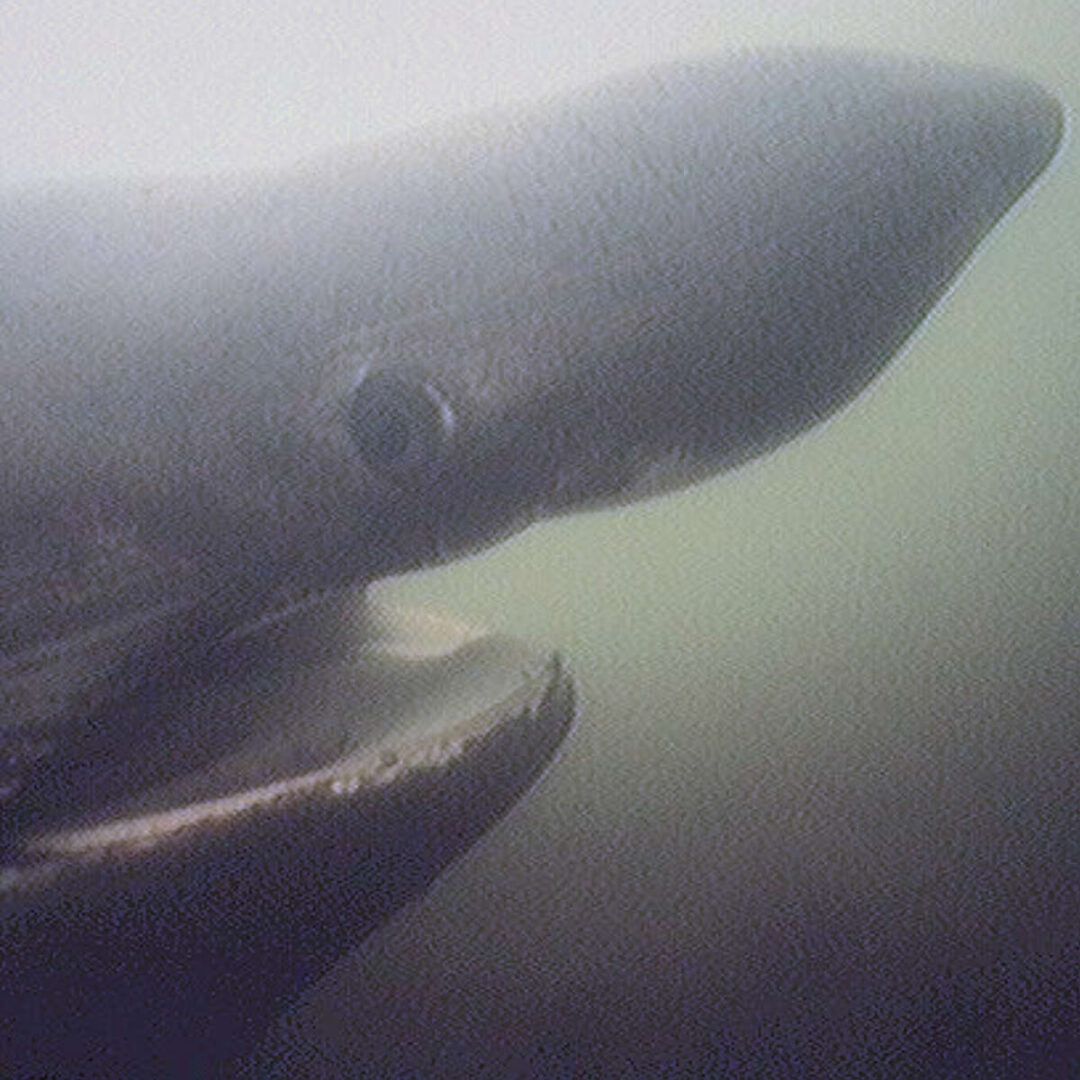10 Truly Fascinating Facts About Basking Sharks - Factopolis