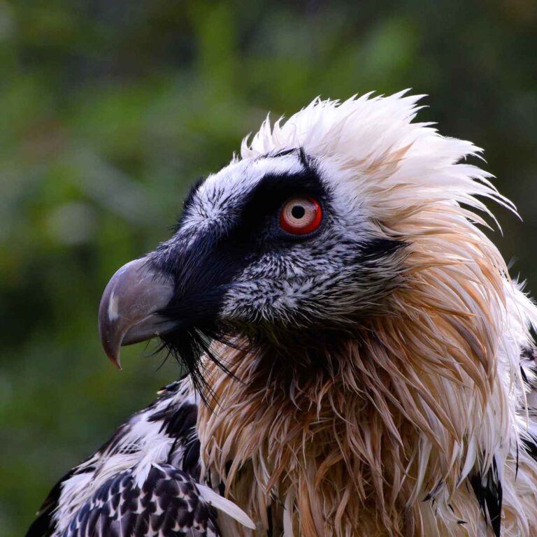 15 Fun Facts About Bearded Vultures Factopolis