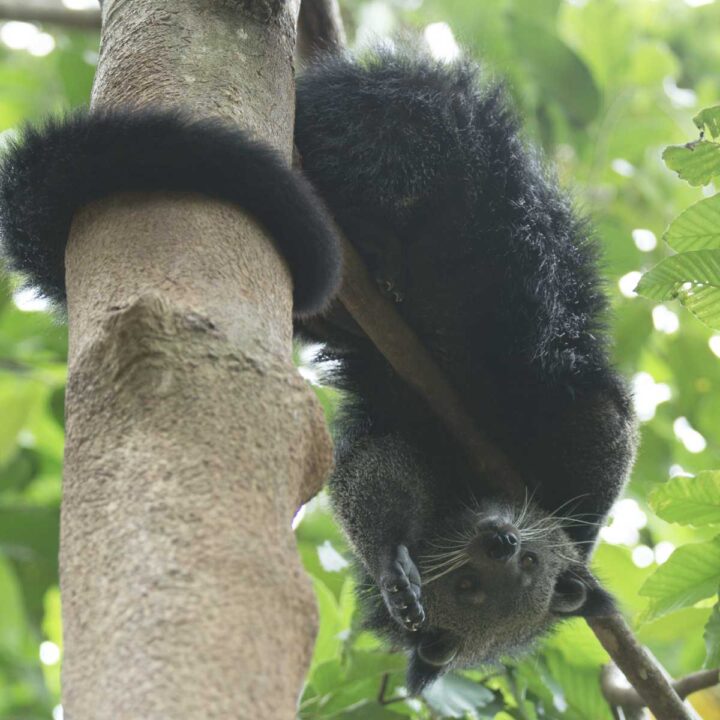 Facts About Binturongs (Bearcat) - Factopolis