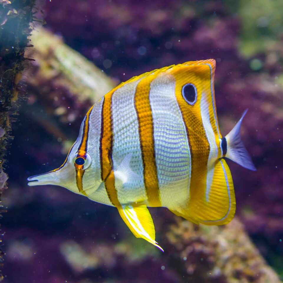 10 Colorful Facts About the Butterflyfish - Factopolis