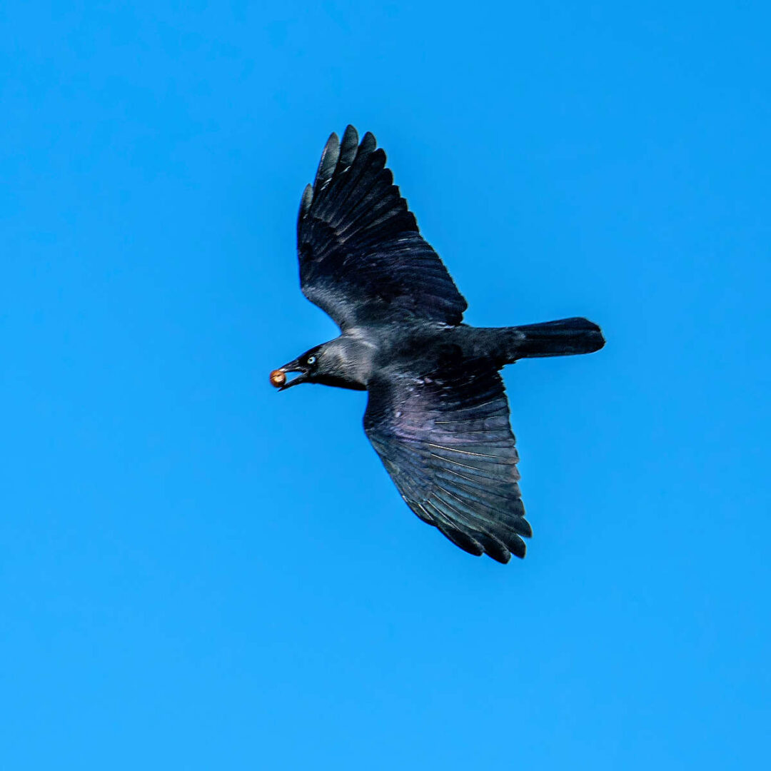 15 Mind Blowing Facts About Crows - Factopolis