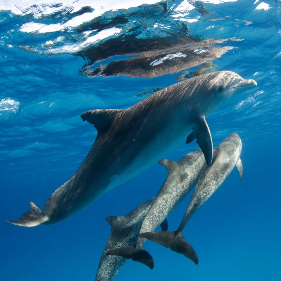 15 Splashing Facts About Dolphins - Factopolis