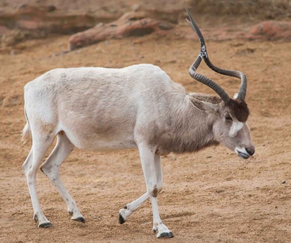 10 Incredible Facts About the Addax - Factopolis