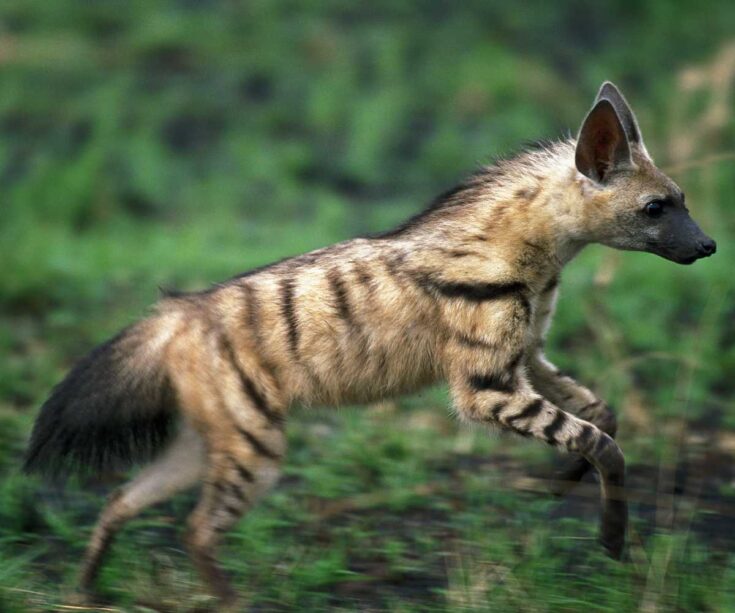 12 Snapping Facts About the Aardwolf - Factopolis