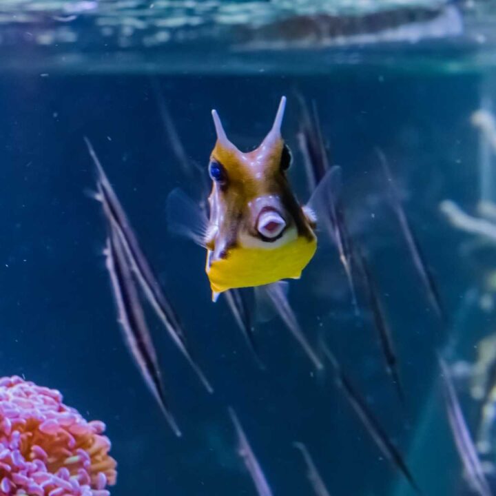 10 Fun Facts About the Boxfish - Factopolis