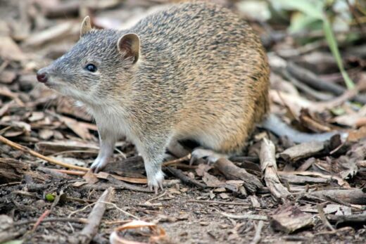 10 Fresh Facts About Bandicoots - Factopolis