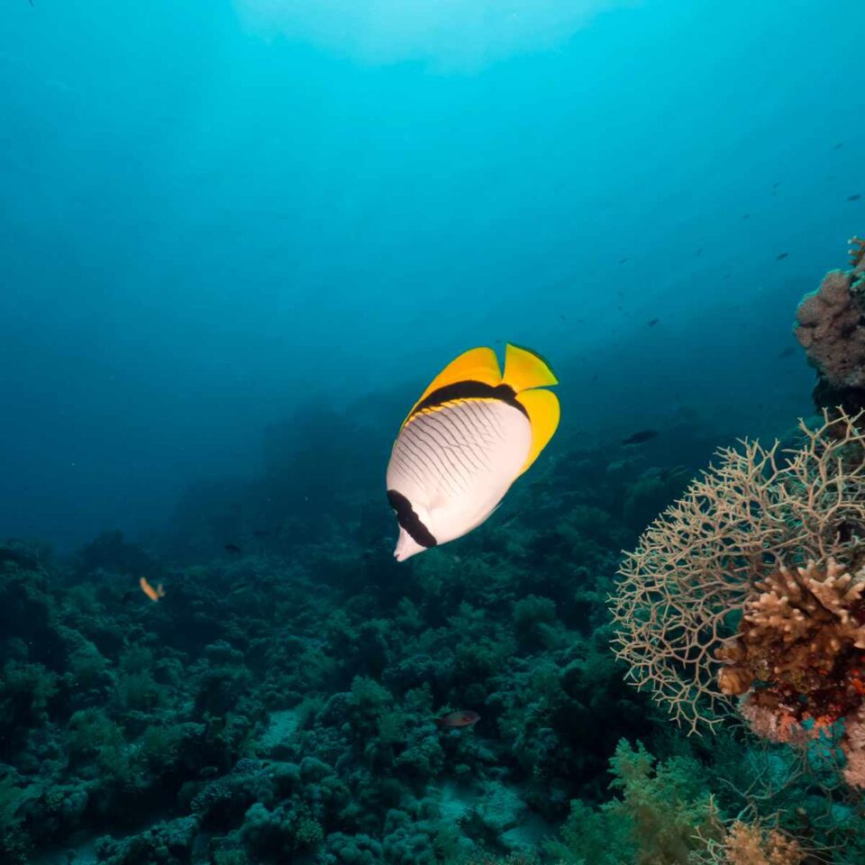 10 Colorful Facts About the Butterflyfish - Factopolis