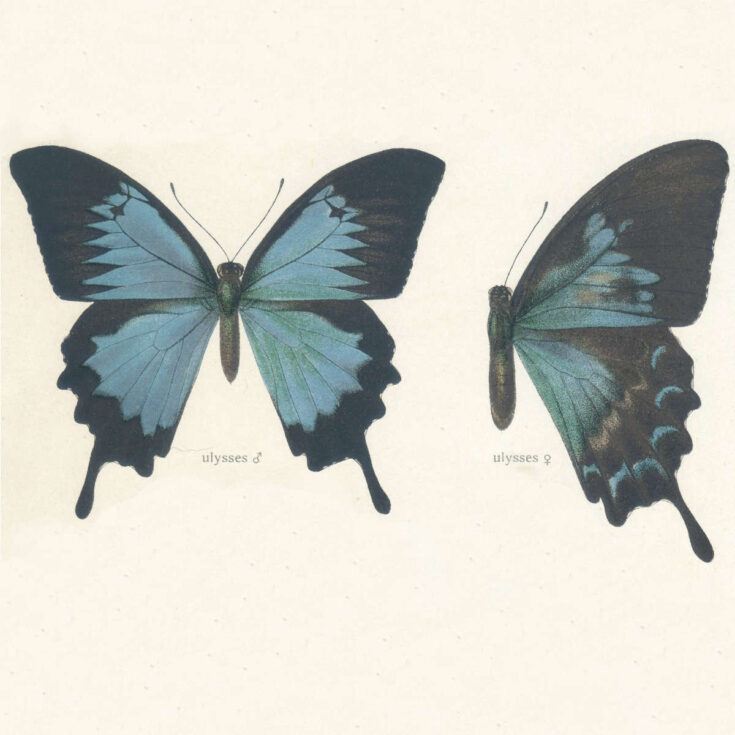 9 Fluttering Facts About the Ulysses Butterfly - Factopolis