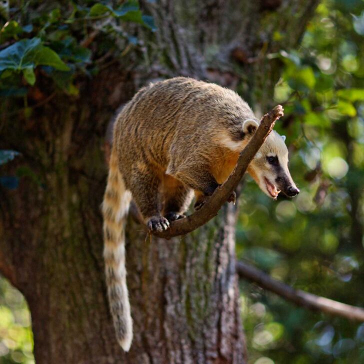 10 Fascinating Facts About Coati (Coatimundi) - Factopolis