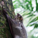 10 Fun Facts About Colugo (Flying Lemurs) - Factopolis