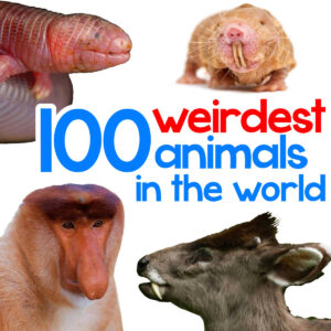 100 Weirdest Animals in the World (with photos) - Factopolis