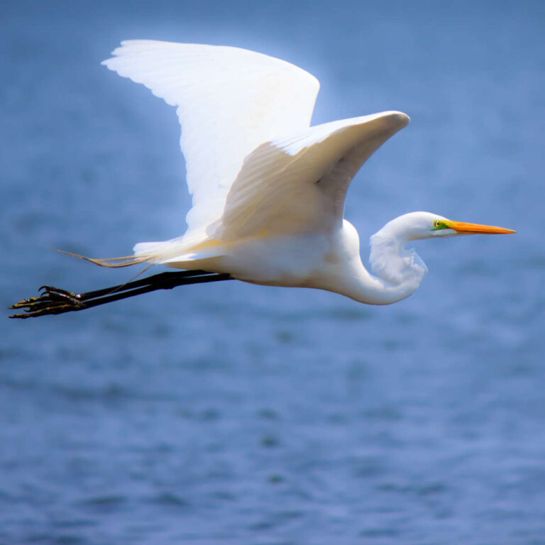 8 Quick Facts About Egrets - Factopolis