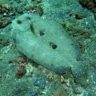 9 Flat Facts About Flounders - Factopolis