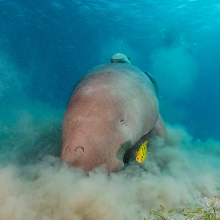 Facts About Dugongs - Factopolis