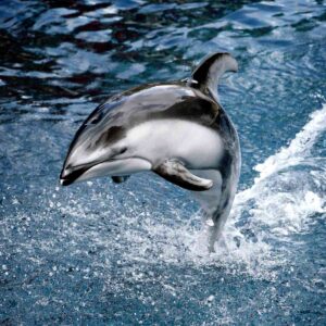 8 Interesting Facts About Dusky Dolphins - Factopolis